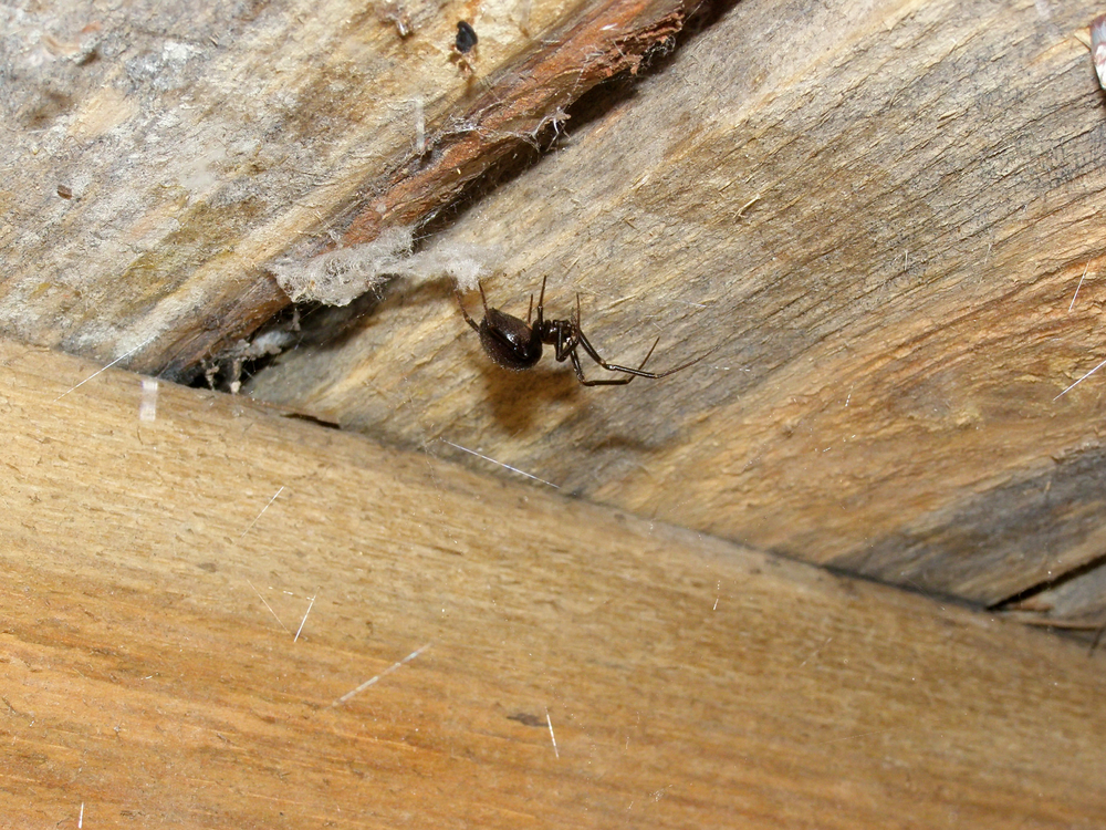 Top 11 Common UK Spiders You'll Find In Homes and Gardens